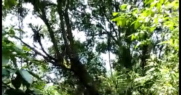 Miotrail_adventure: Jelajah alam gunung aci