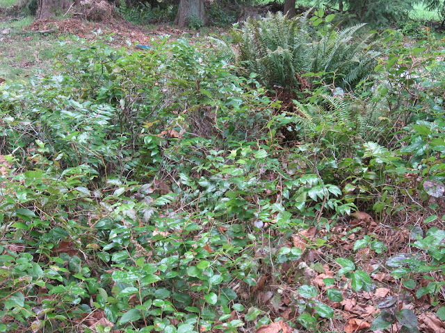 Weeding on the Wild Side: Enduring Evergreen Ground Covers