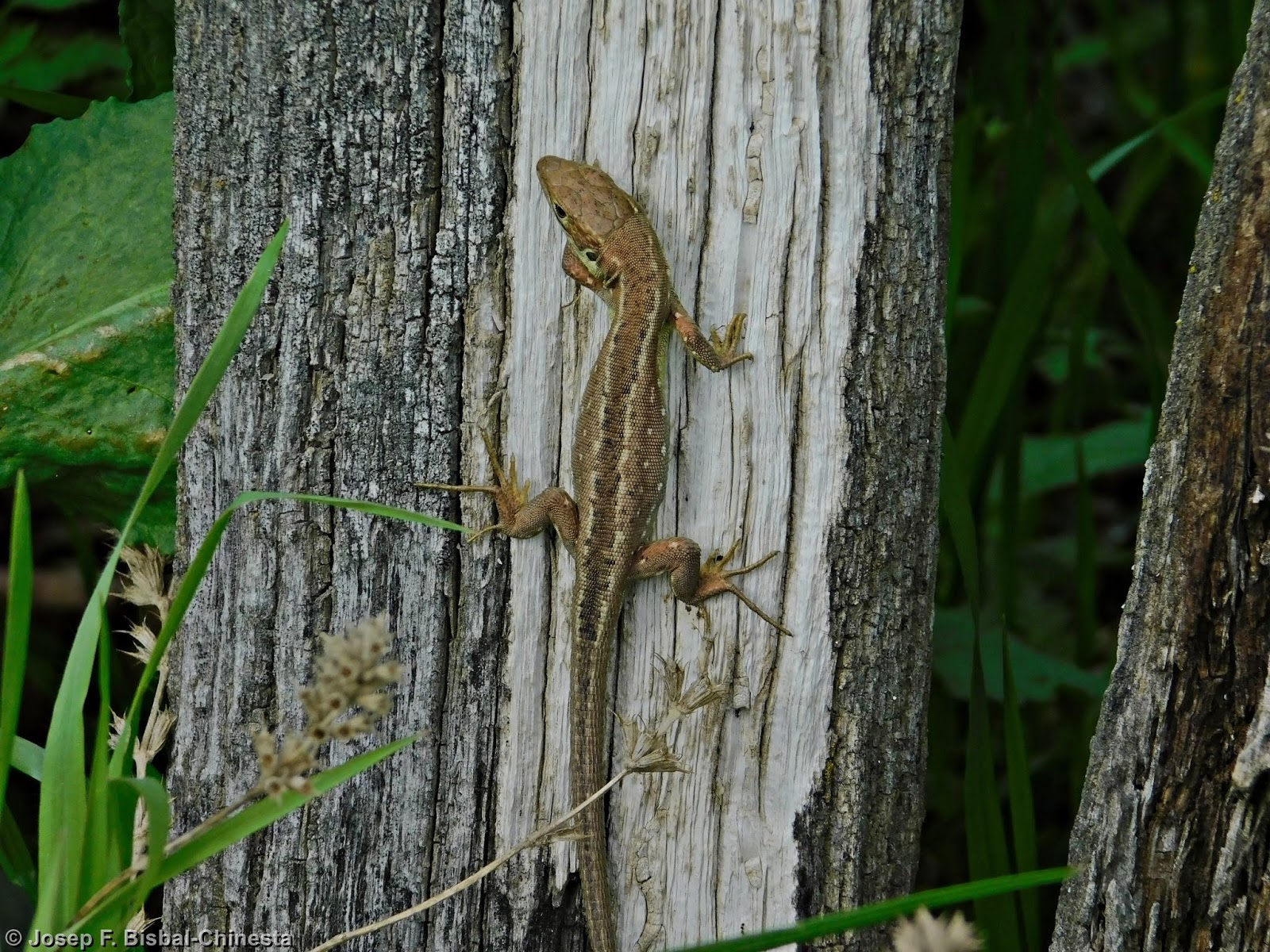 Sargantanes i Dragons: Lacerta viridis - Llangardaix verd oriental