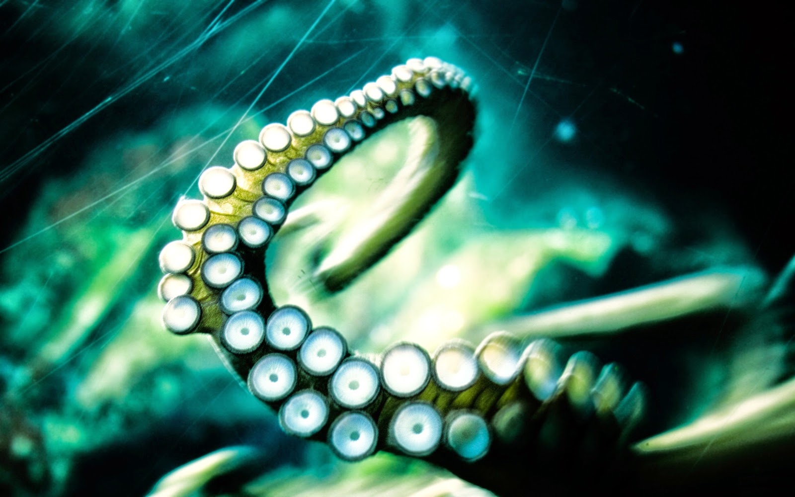 Octopus - HD Wallpapers | Earth Blog