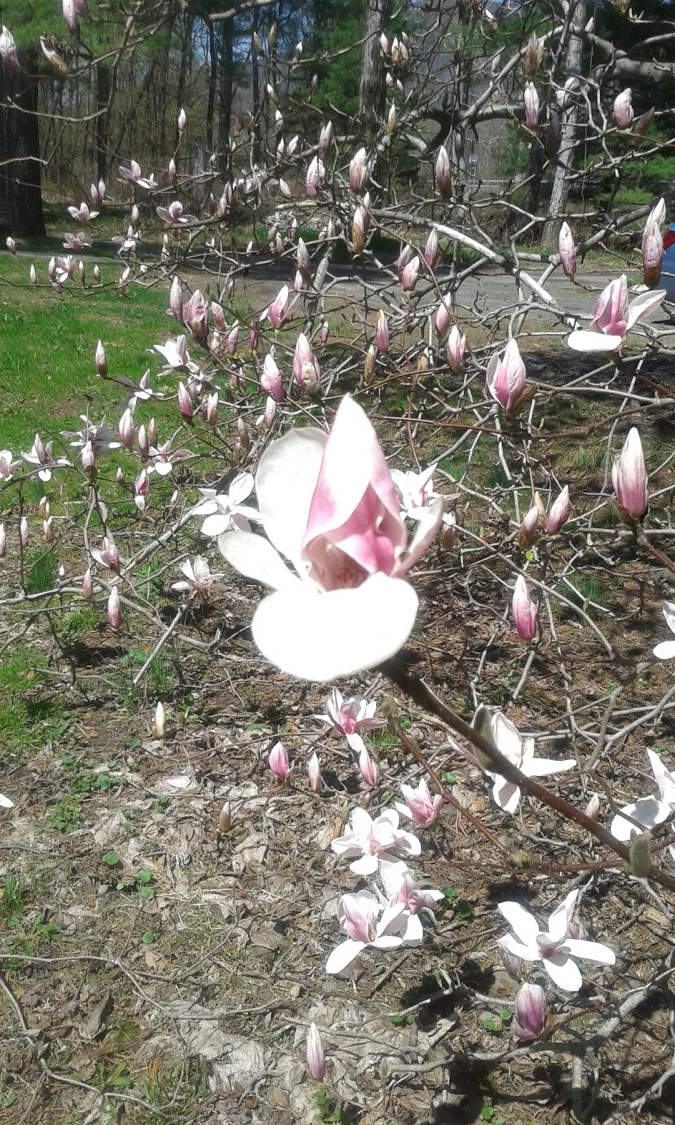 The Unused Portion: Sugar Magnolia