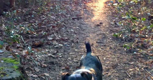 Scaryduck: Not Scary. Not a Duck: Pub Dog