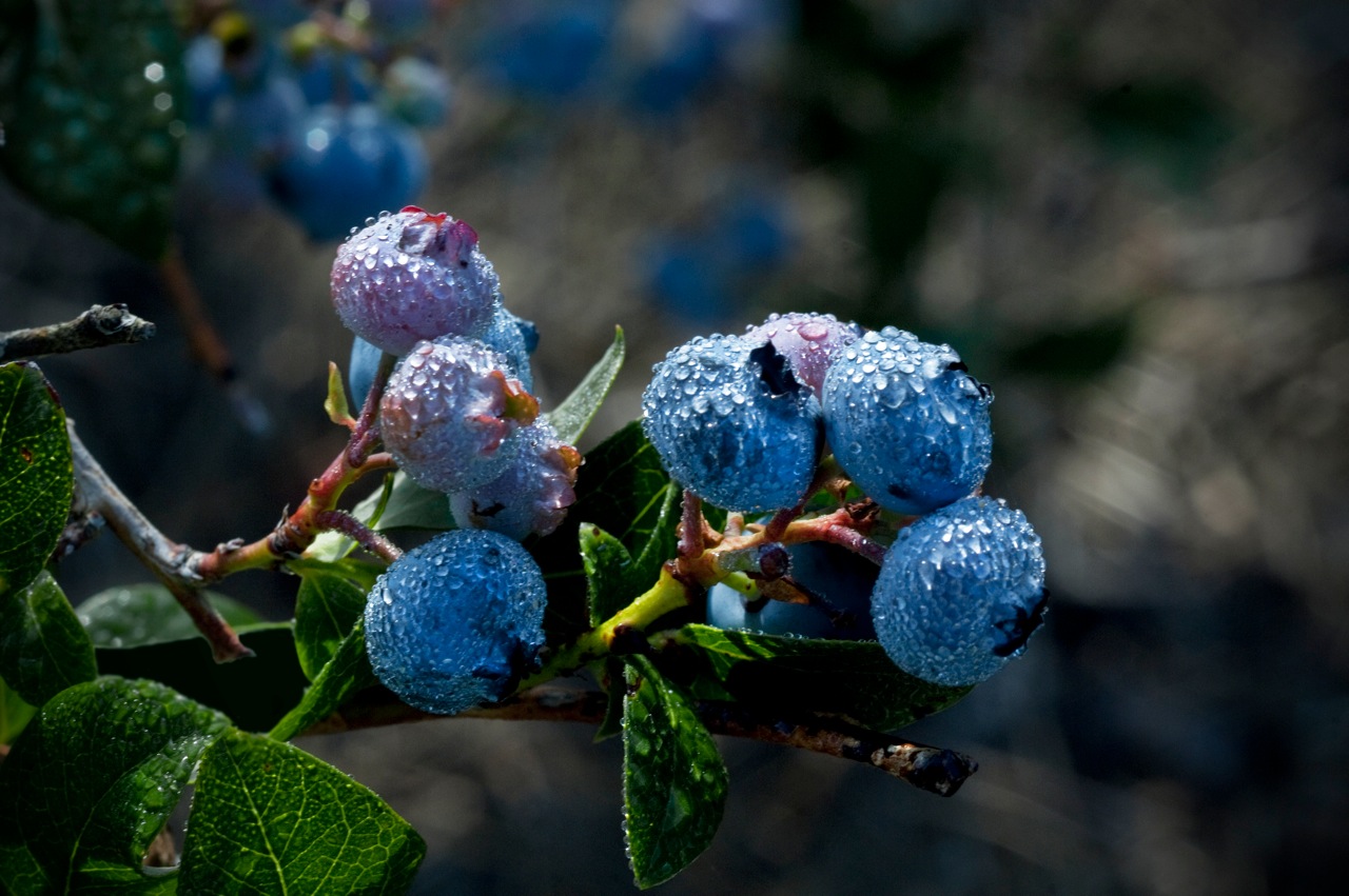 Bailey's Buddy: Blueberries, Nature's Blue Jewels - Photos by Bob Kelly