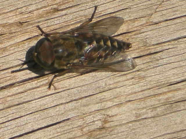 La senda del naturalista: Tábano.