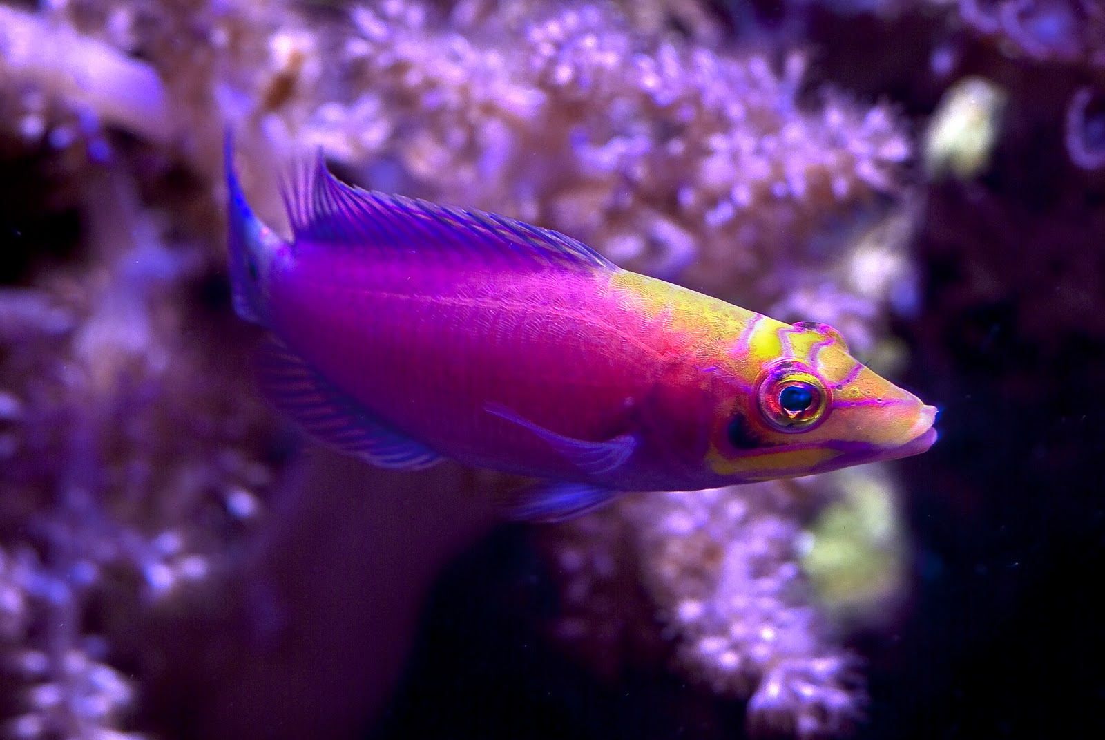 Matt's Blog: Here's another try...Mystery Wrasse