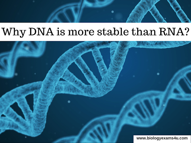 Stability of DNA and RNA - Why DNA is more stable than RNA?