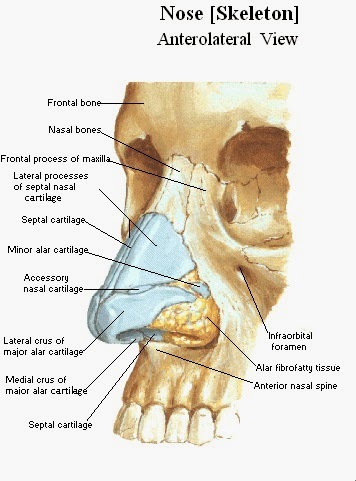 Bony Part of Nose