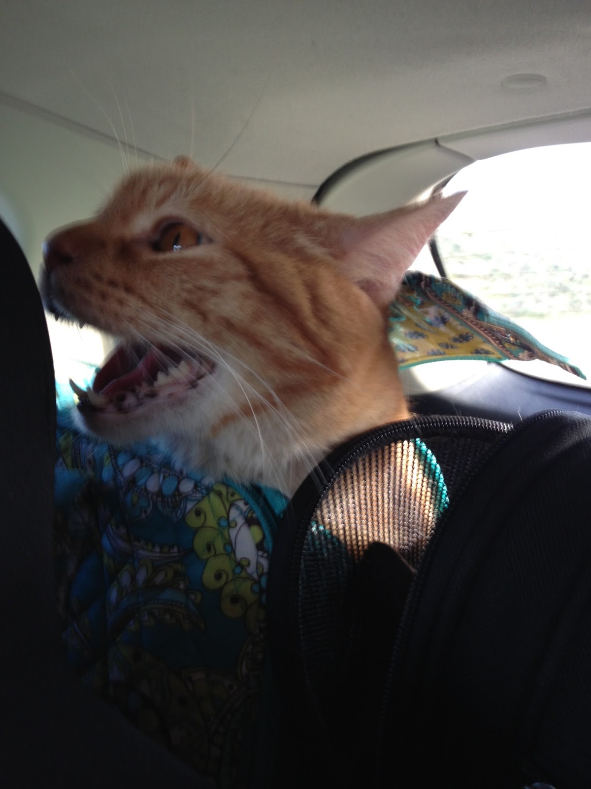 Polka-Dotty Place: Road Tripping with CATS