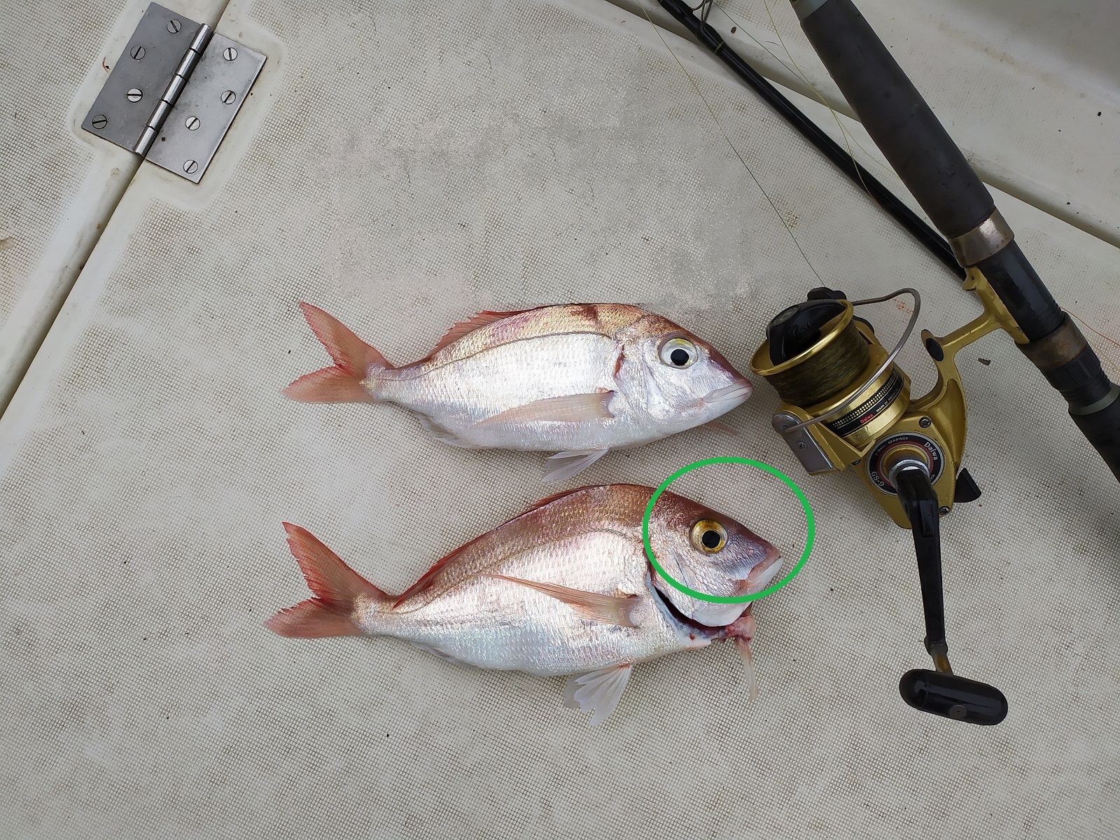 LA PESCA EN LA BAHÍA DE CÁDIZ++++++: CATÁLOGO DE "PECES COLORAOS ...