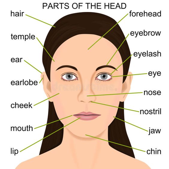 ENGLISH SURPRISE PARTS OF THE HEAD ENGLISH SURPRISE PARTS OF THE HEAD