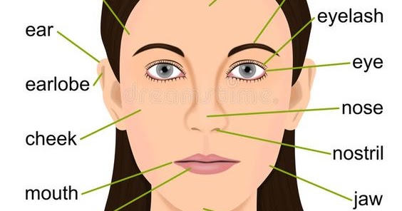 ENGLISH SURPRISE!!!!: PARTS OF THE HEAD