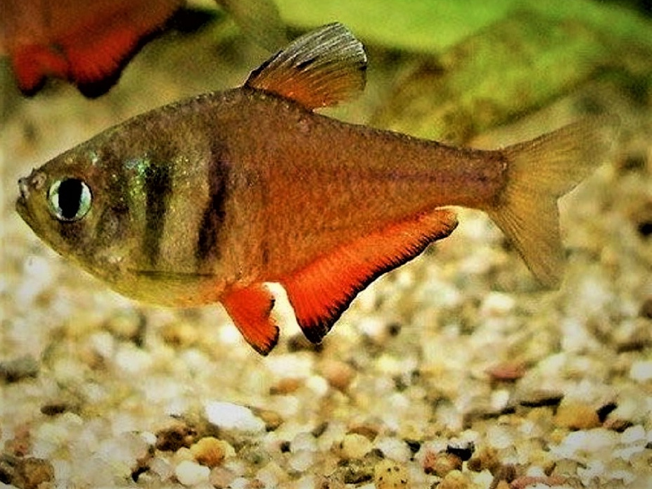 Orange Von Rio Flame Tetra Orange Von Rio Flame Tetra