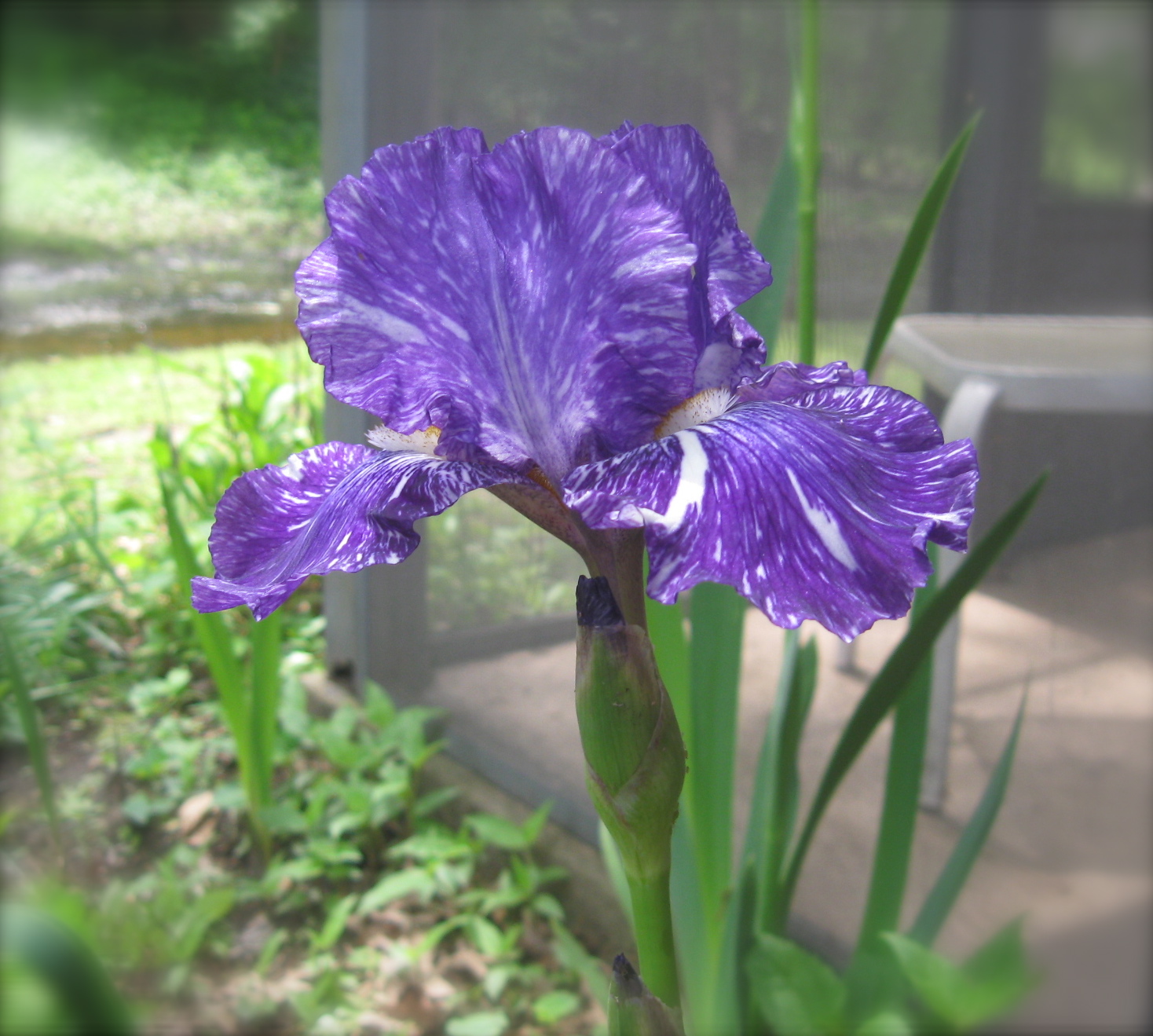 Life and Times: First Iris Bloom