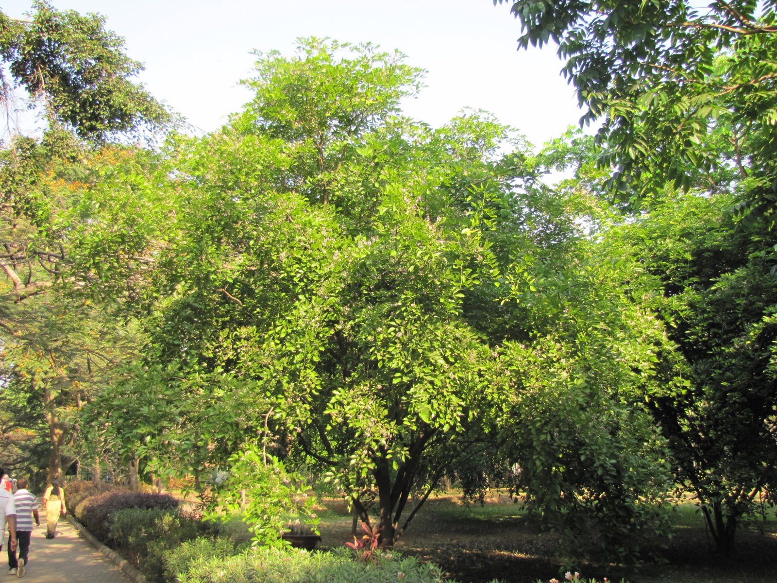 Hallucinations!: Jacaranda, Pongamia, Copperpod and Gulmohar