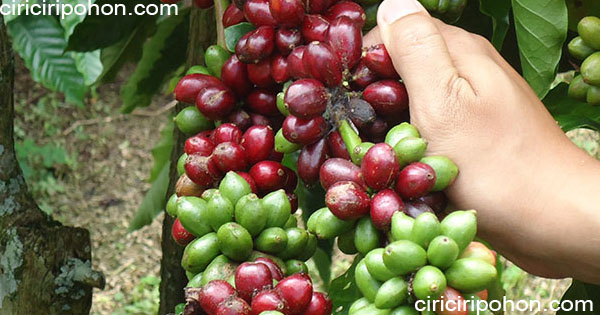 Tahapan Budidaya Pohon Kopi - Ciriciripohon.com