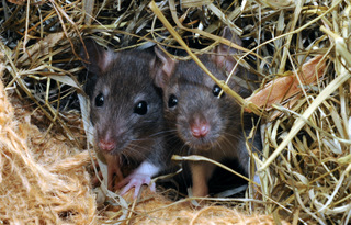 rats on farm | mice Rodenticide Products Australia: June 2011