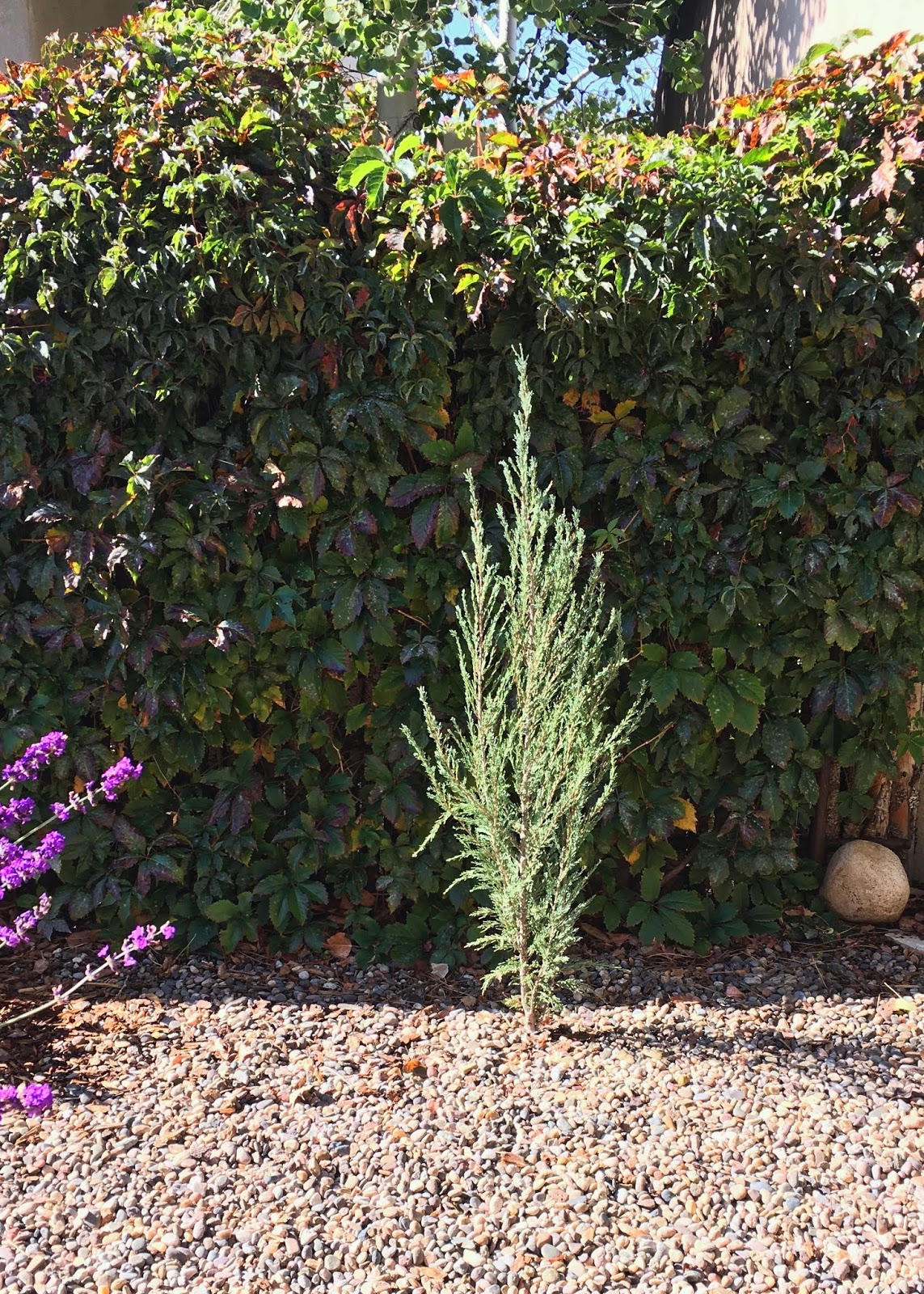 The Plants at Walking Rain: Juniper / Juniperus scopulorum