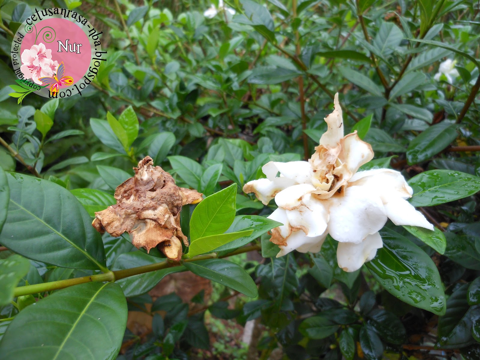 Cetusan Rasa: Bunga Cina atau Melur Cina