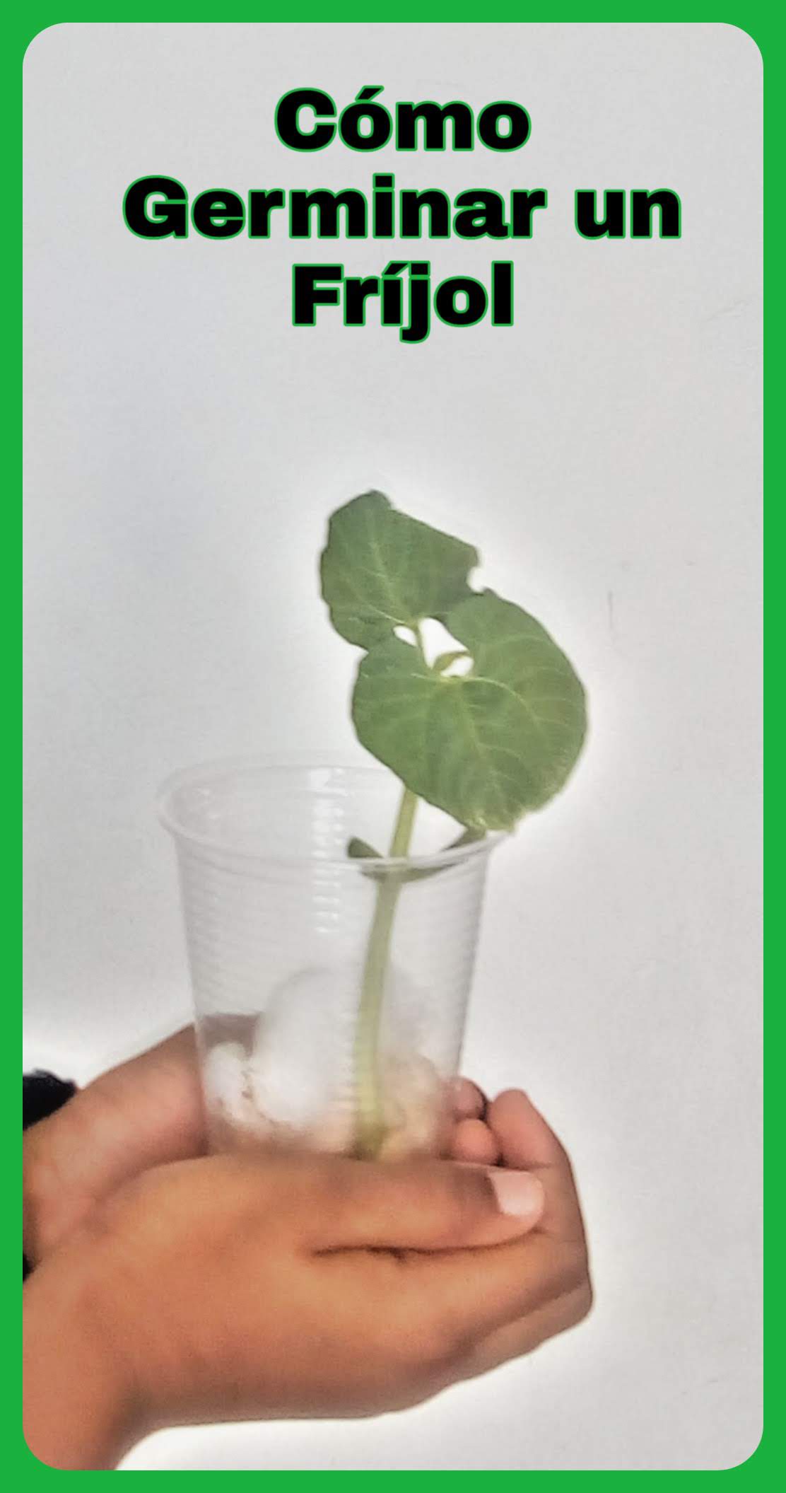 MADRE NOVATA: Cómo germinar un fríjol – El valor de la paciencia