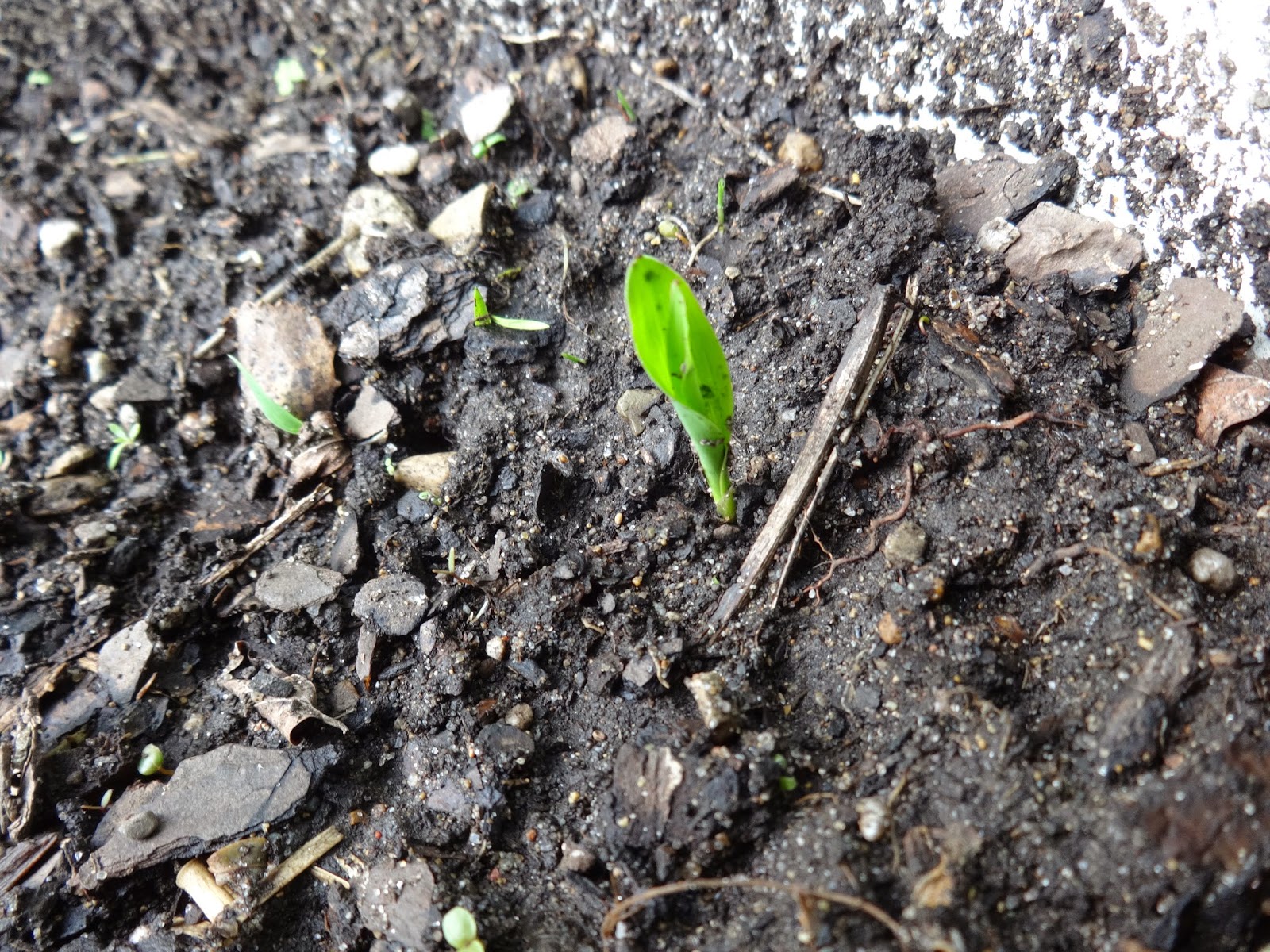 The Perennial Agriculturalist: pod corn