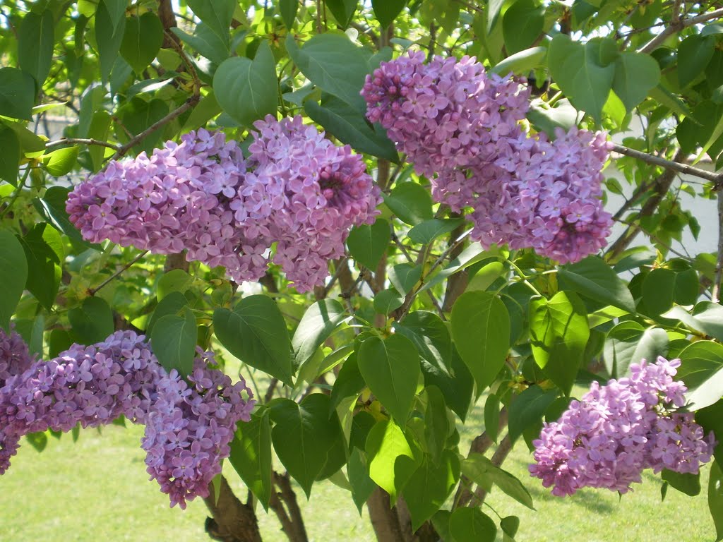 Jorgovan - prirodni lijek za mnoge bolesti