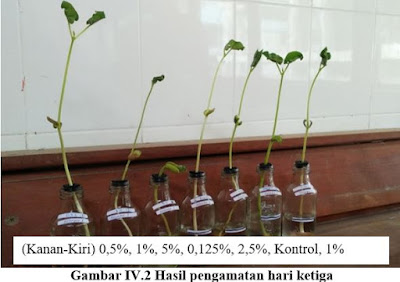 Laporan Praktikum Fisiologi Tumbuhan: Pengaruh Osmotik Konsentrasi ...