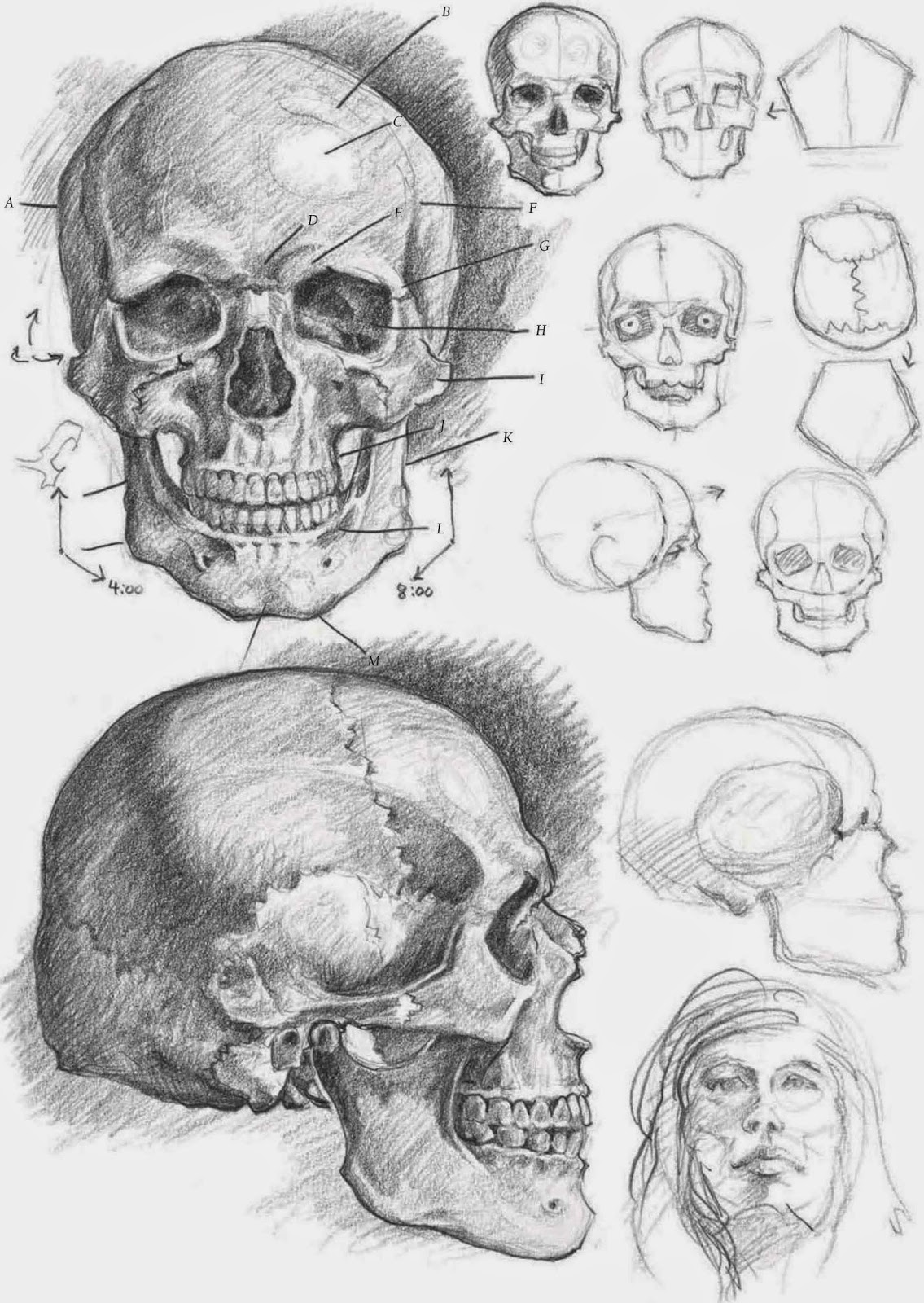 Drawings: STUDYING THE HEAD & SKULL
