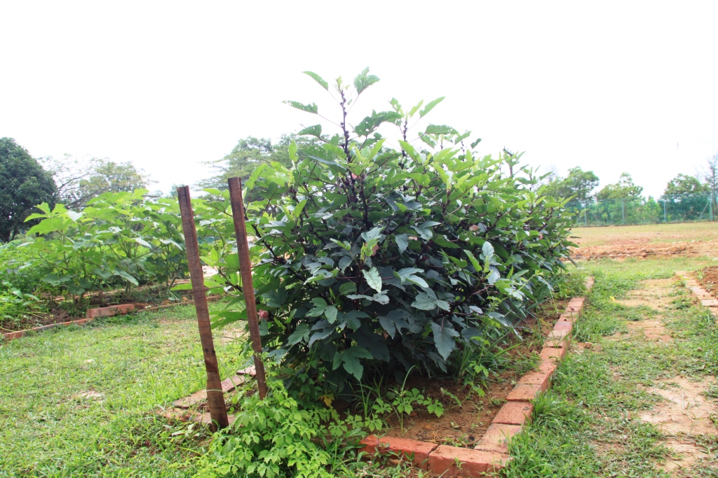My little vegetable garden: roselle after two months here.