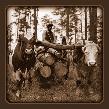 storybrookeripples: ox and dog blog: Southern Teamster Hauling Logs ...
