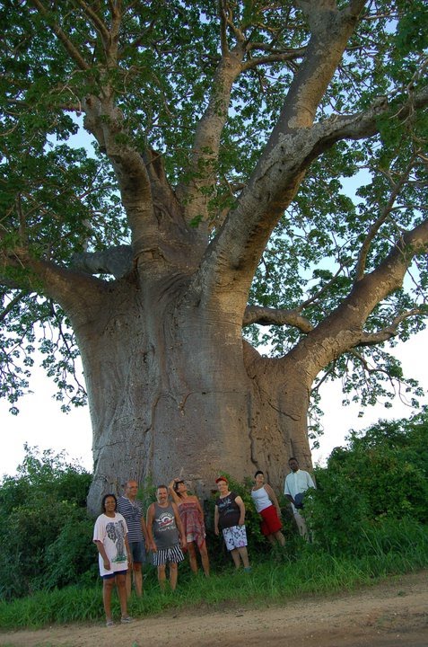 vouguinha2: O Embondeiro!