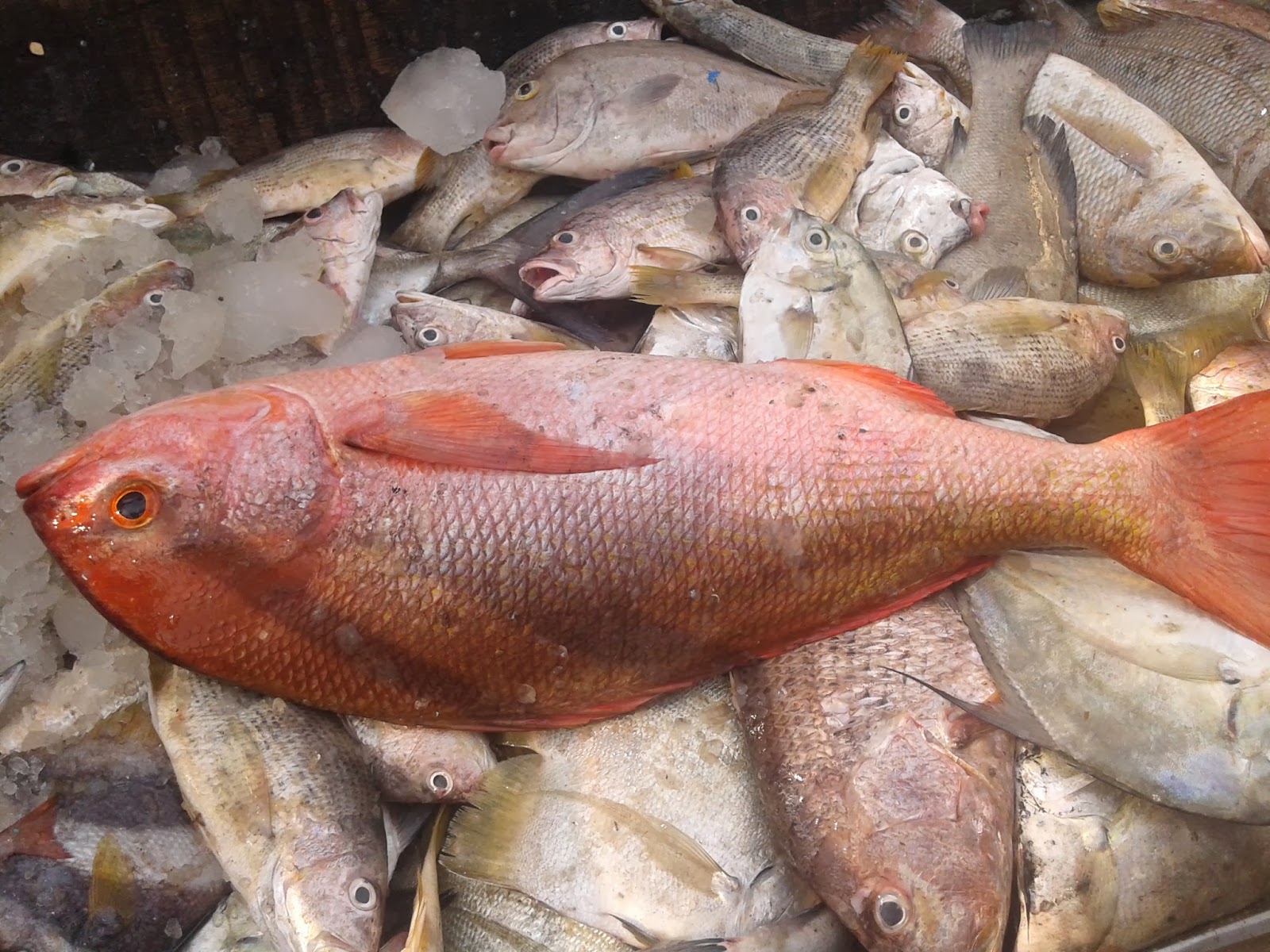 Sea Foods: Quality Sea Foods | Quality Fishes