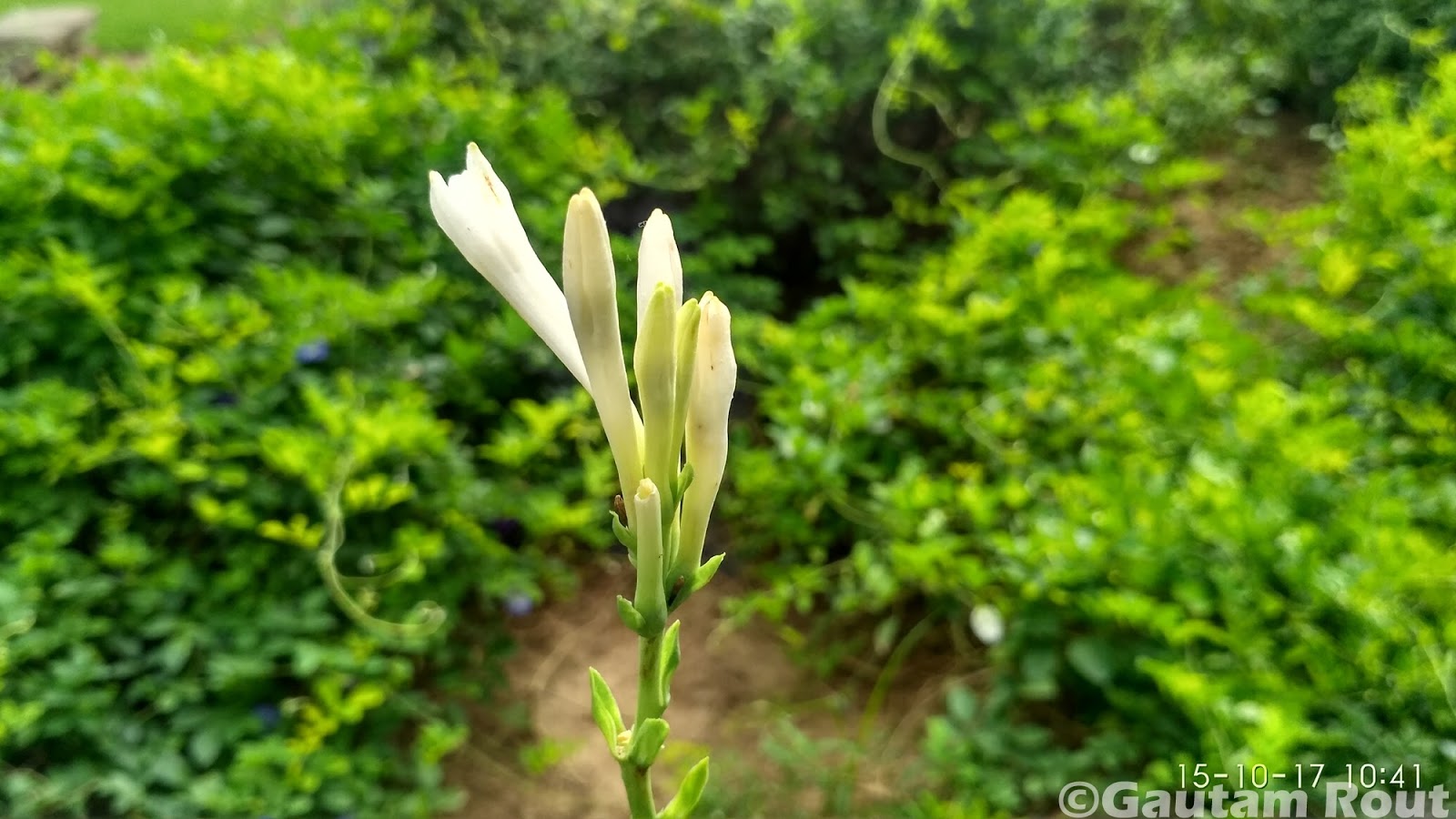 Ekamravan, Bhubaneswar
