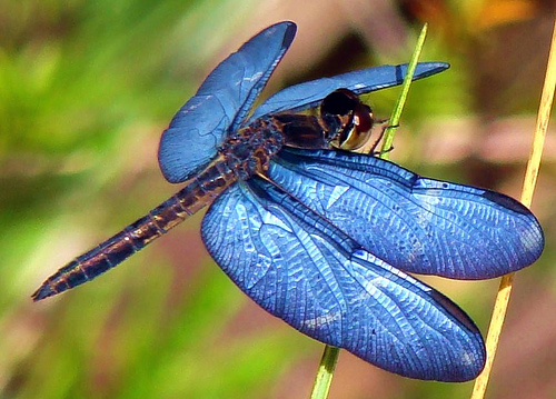 Amazing Dragonfly Insect - Dragonfly Facts, Images, Information ...