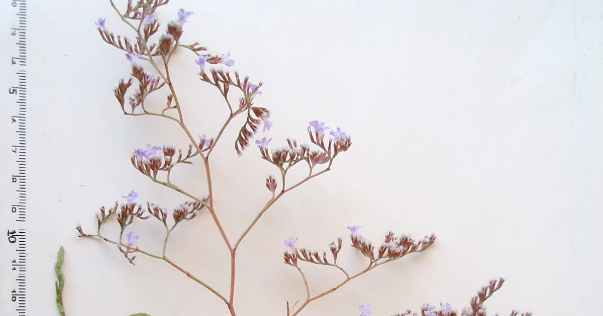 HERBARIO VIRTUAL DE BANYERES DE MARIOLA Y ALICANTE: Limonium ...