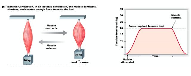 Physics 111: Fundamental Physics I: The Physics of Muscles