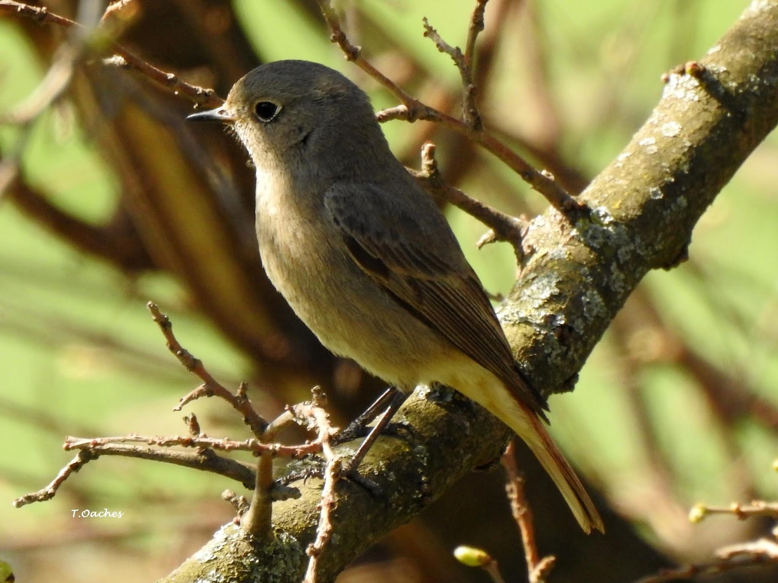 PASARI DIN ROMANIA: CODROS DE MUNTE (1), Phoenicurus ochruros