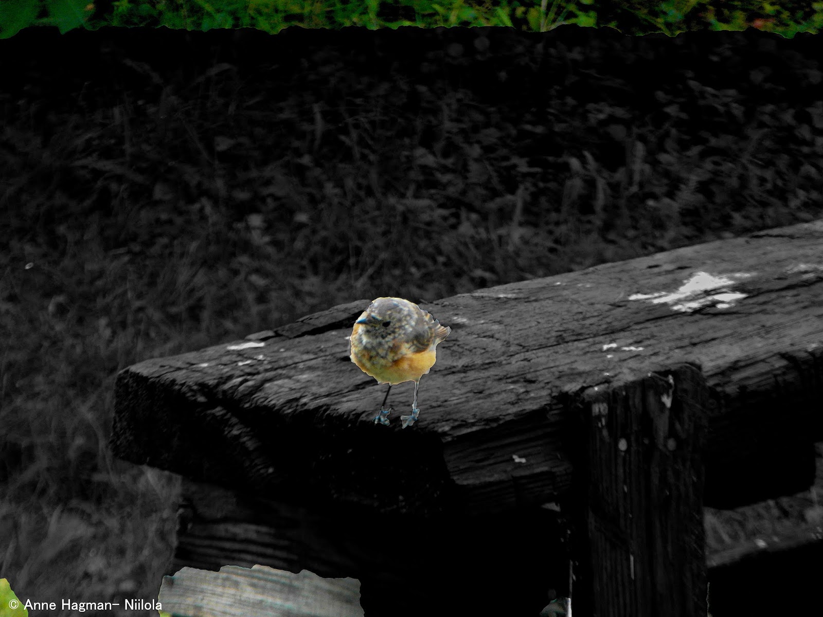 Annen jutut: PUNARINTA erithacus rubecula