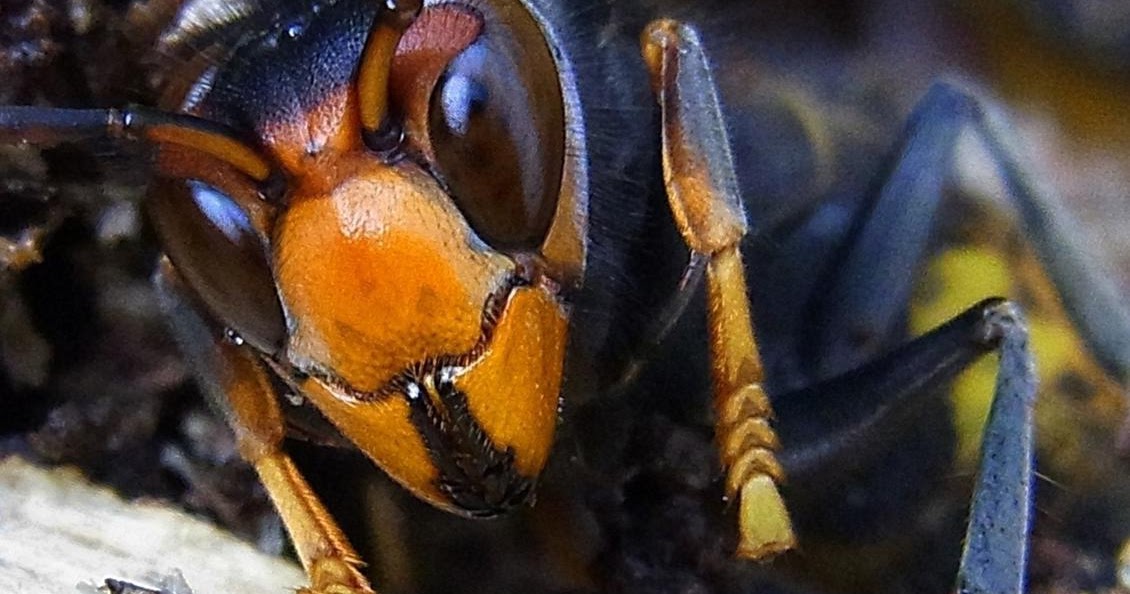 Sesión divulgativa sobre la avispa asiática en Candás | infoCarreño