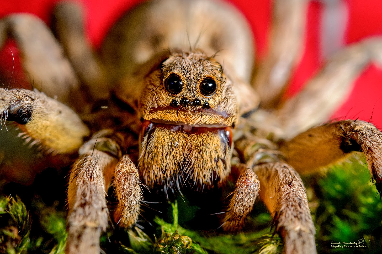 FOTOGRAFÍA Y NATURALEZA EN ANDALUCÍA: MACRO FOTOGRAFÍA- araña lobo ...