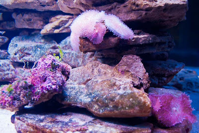 Geriatric Gapper: uShaka Marine World, Durban