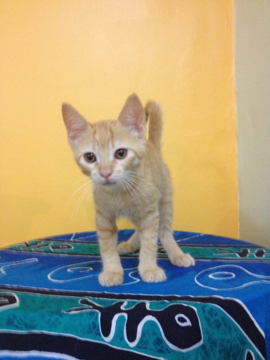 Michipedia: Tipos de michis