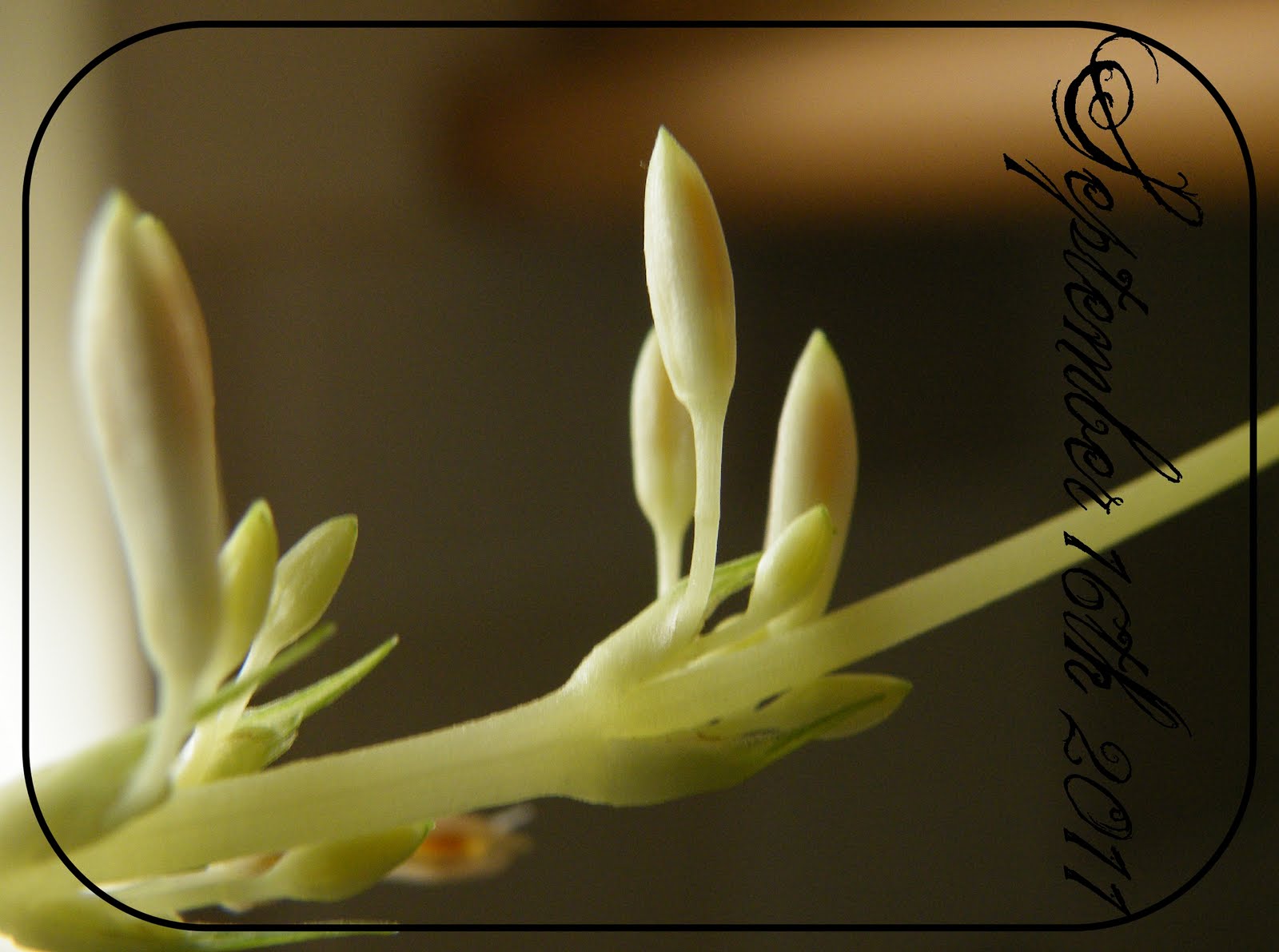 Mary's Musings: Nature's Calendar - Spider plant buds