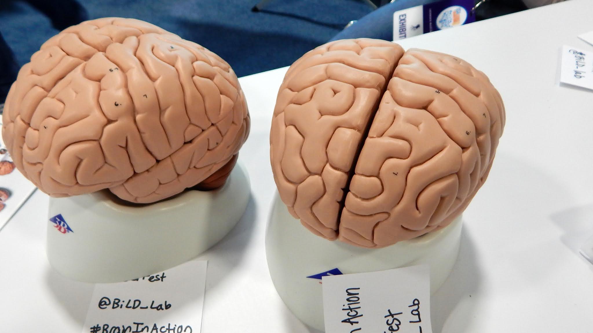 Childhood Fascination Drives USU Neuroscientist to Study the Brain ...