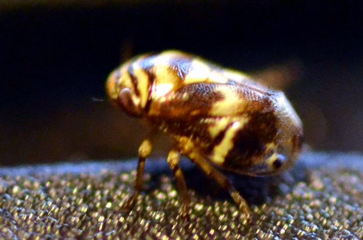 Hiking Curaçao - Flora and Fauna: lady beetle Cycloneda devestita