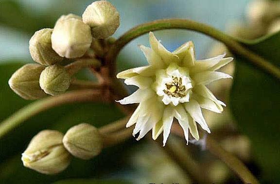 Baharu: POKOK BUNGA TANJUNG
