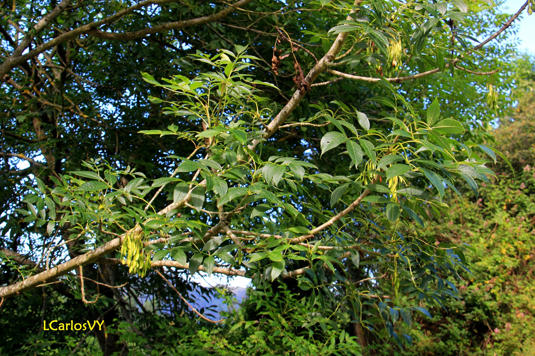 Arboles y arbustos silvestres de Asturias: Fresno común, fresnu ...