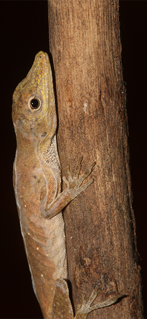 The Herpetology of Trinidad and Tobago: Twig Anole, Anolis tigrinus