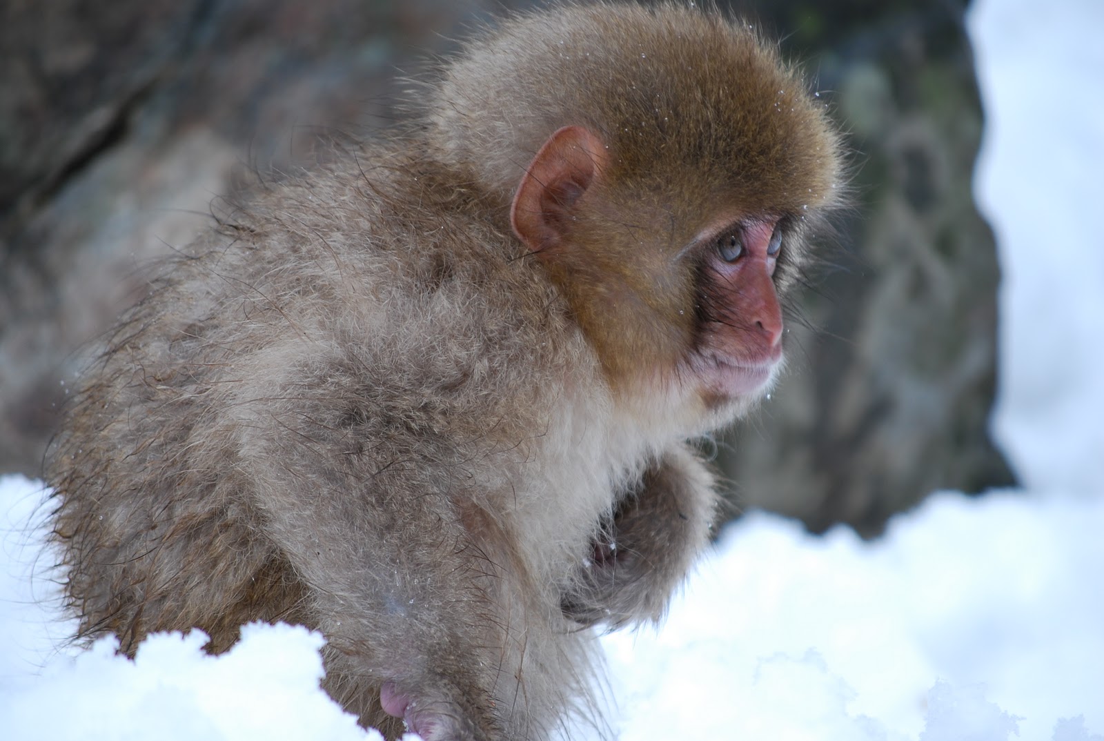 Japan Journal: Snow Monkeys, the Japanese "Alps" and Onsen