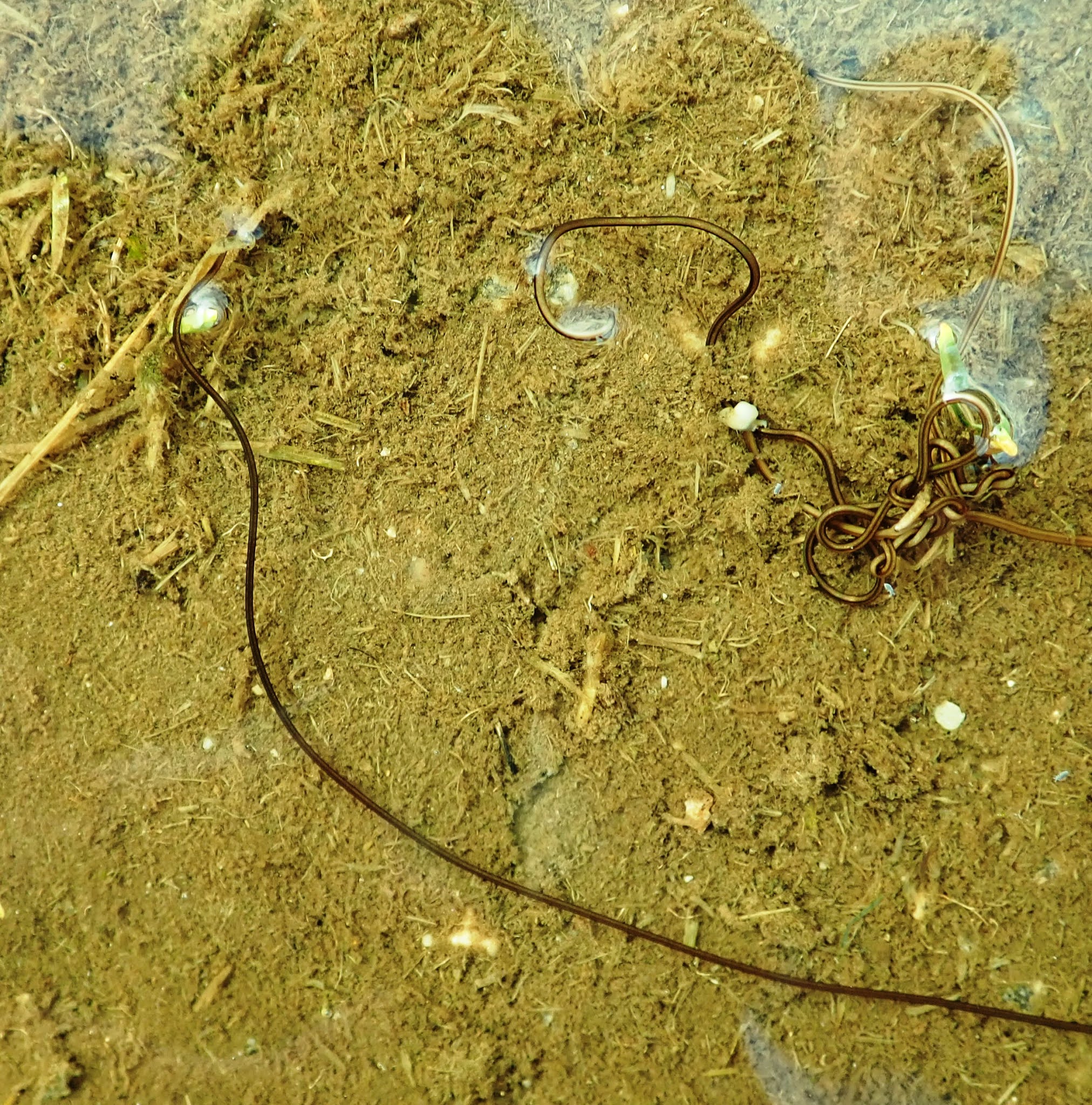 North Cornwall Naturalist: Grisly nature