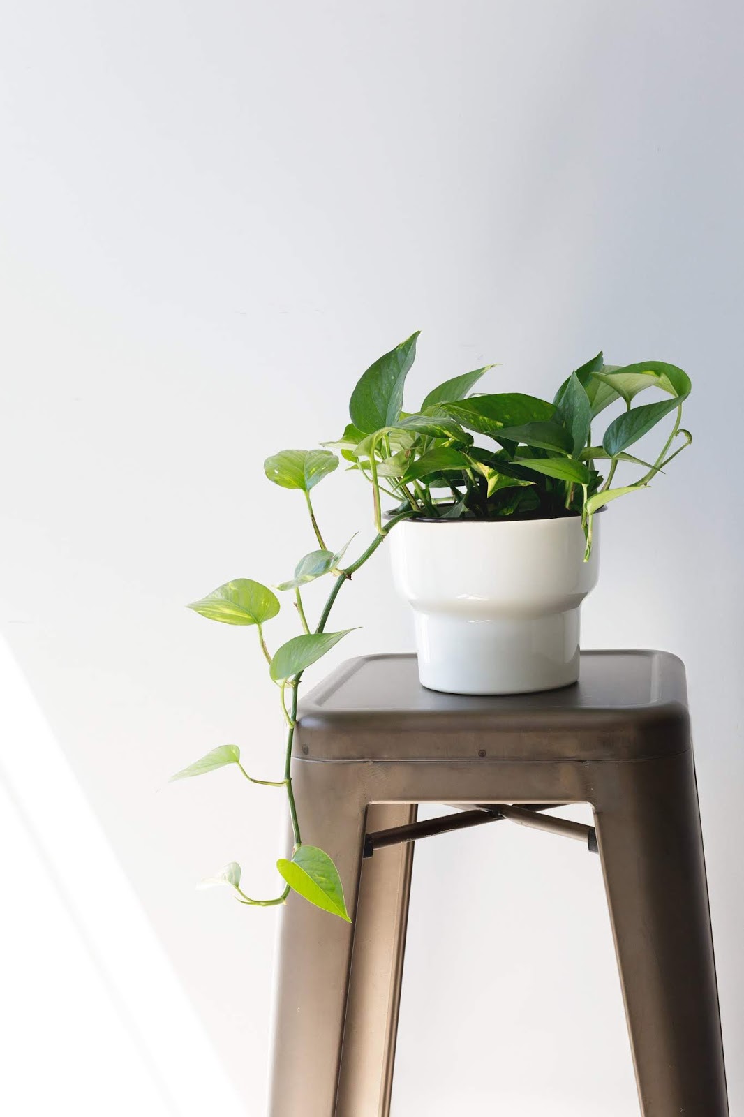 The Best Plants To Purify The Air In Your Home And How To Decorate With ...